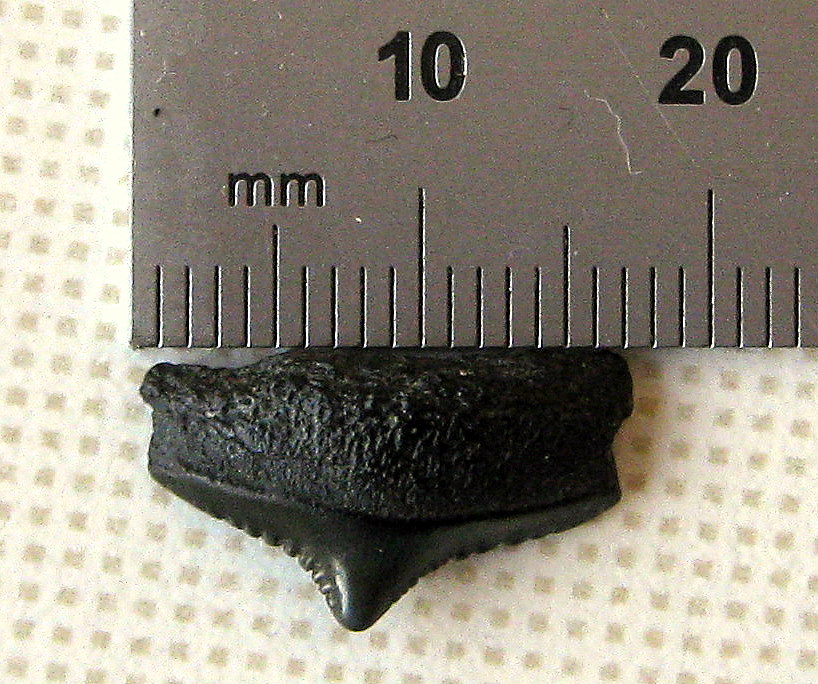 Baby Meg? - Fossil ID - The Fossil Forum