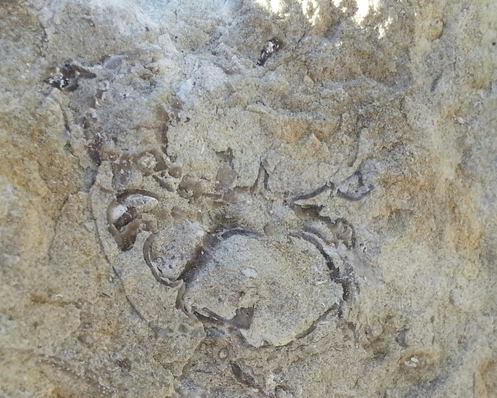 Devonian Bois Blanc Bug - Fossil ID - The Fossil Forum