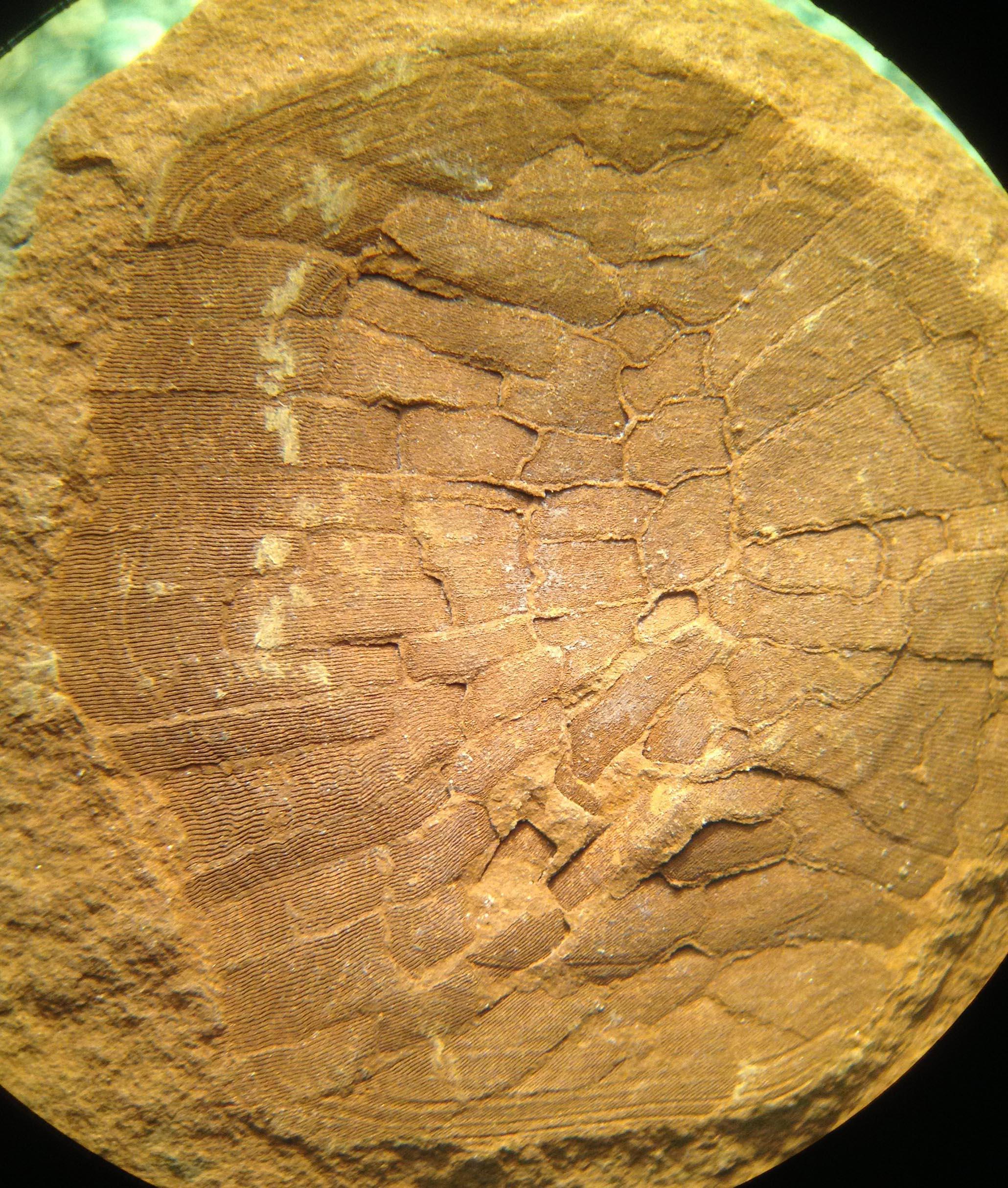 Unknown - Fossil ID - The Fossil Forum