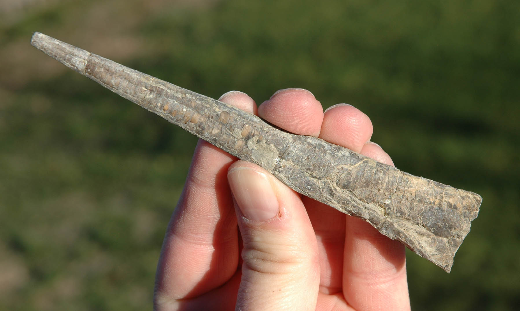 Show Us Your Orthocones - General Fossil Discussion - The Fossil Forum