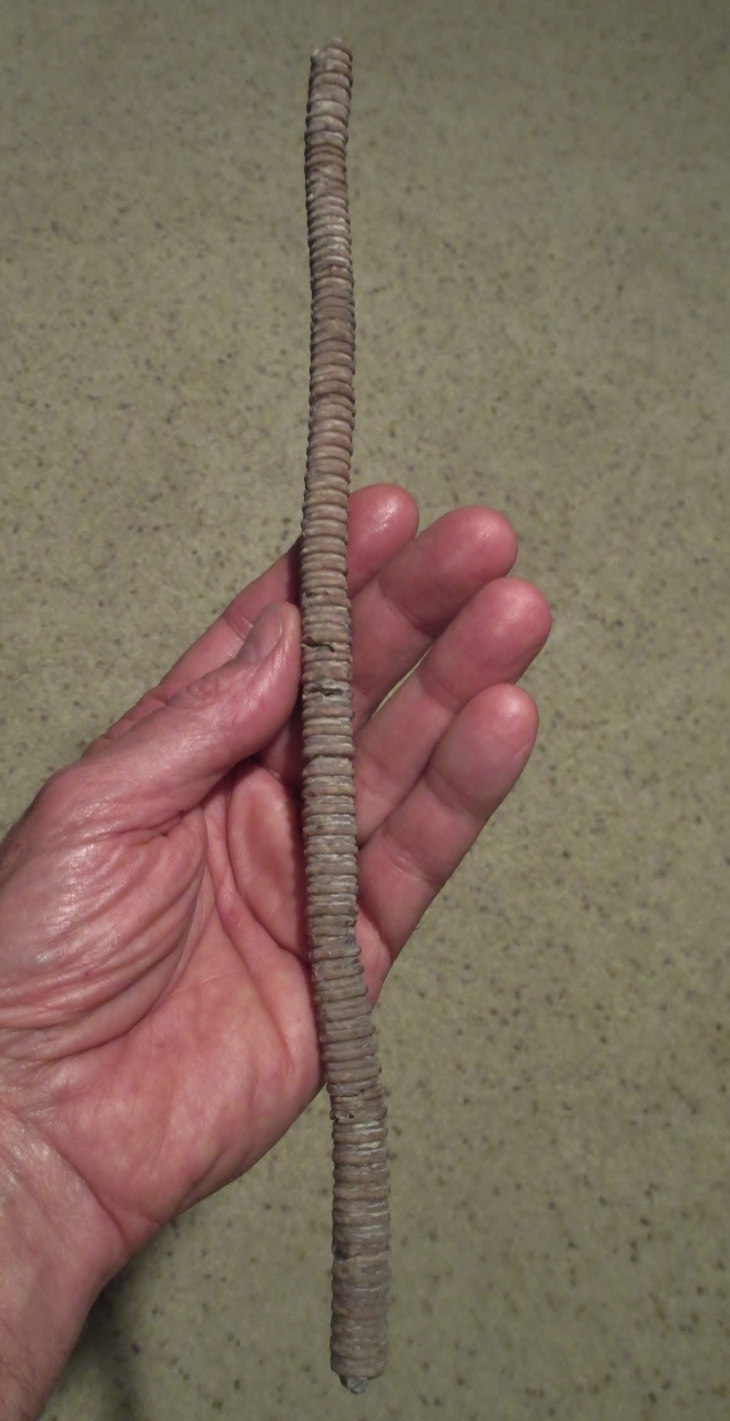 Large Crinoid Stem - General Fossil Discussion - The Fossil Forum