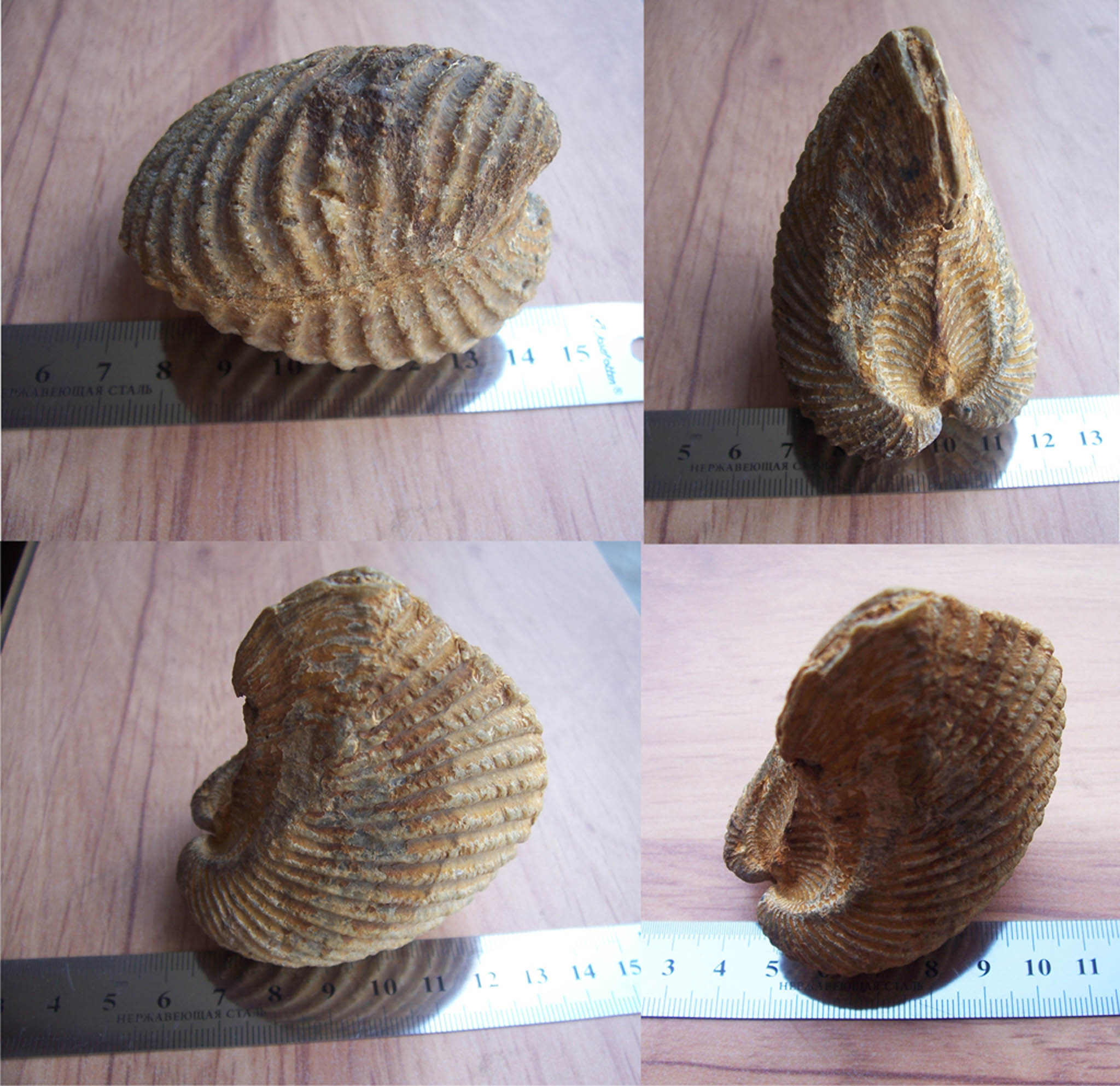 Trigonia Spinosa? - Fossil ID - The Fossil Forum