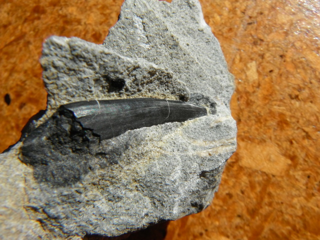 Tooth From Late Cretaceous New Zealand - Fossil ID - The Fossil Forum