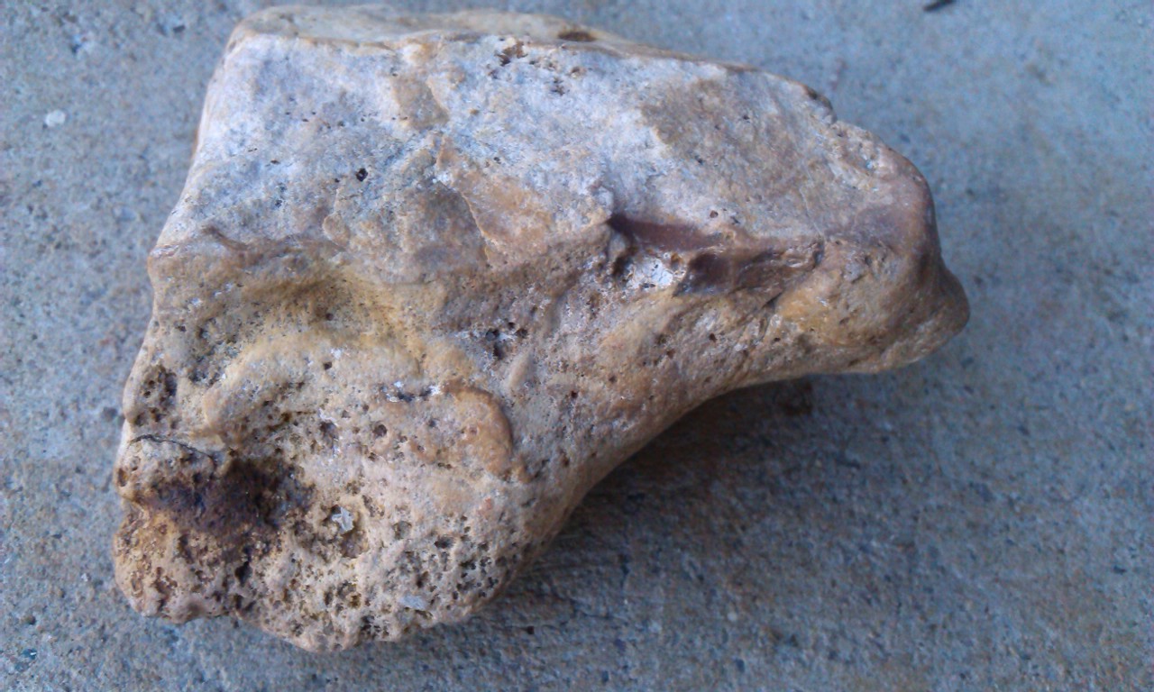 Agatized Bone? - Fossil ID - The Fossil Forum
