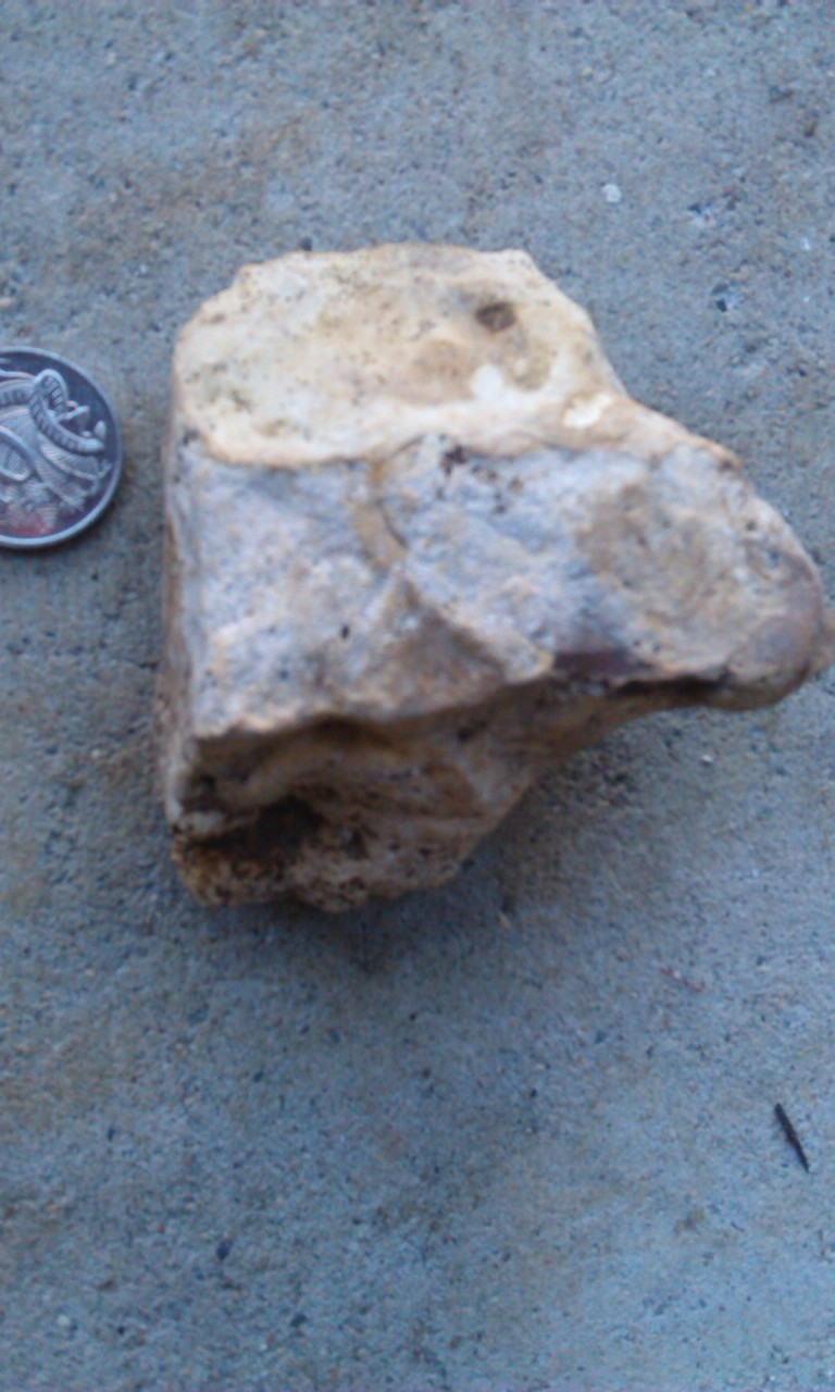 Agatized Bone? - Fossil ID - The Fossil Forum