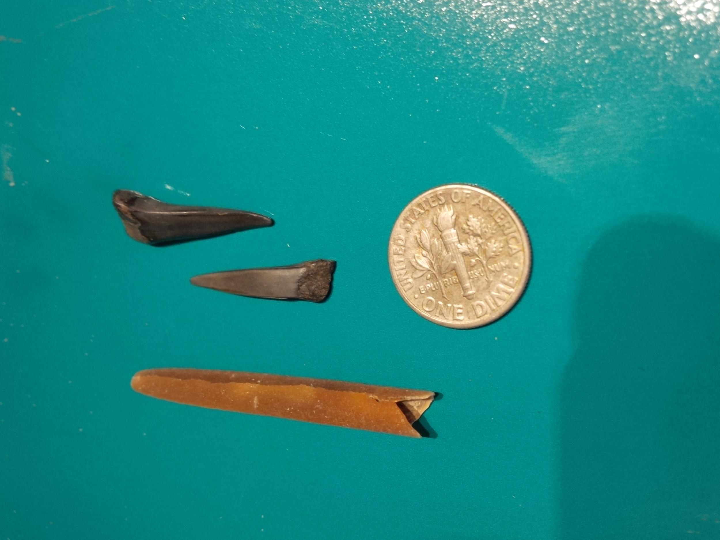 Bird Femur? - Fossil ID - The Fossil Forum