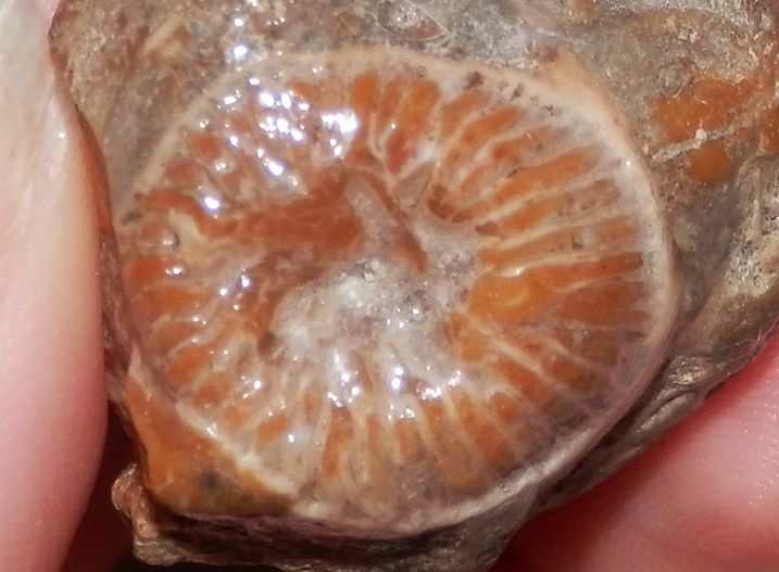 Fossil Needs Id....looks Alot Like A Sea Anemone. - Fossil ID - The ...