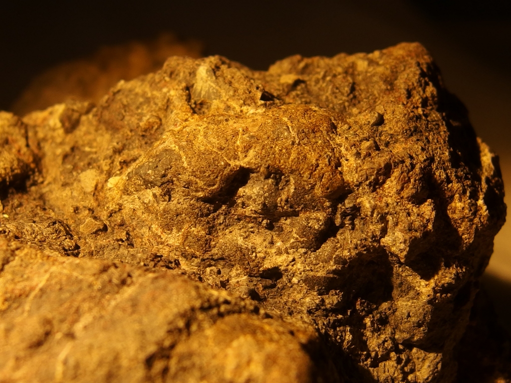 A Crab Carapace Meteorite-Proof - Member Collections - The Fossil Forum
