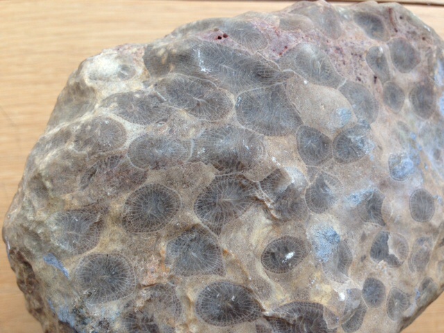 Unknown Fossils With Circular Cross-Section - Fossil ID - The Fossil Forum