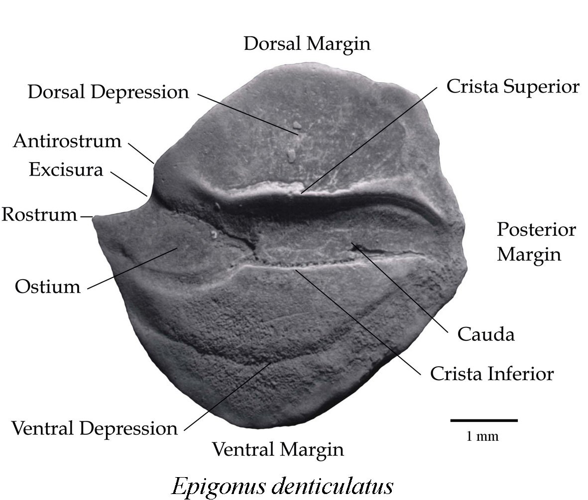 Is This A Fish Otolith? - Fossil ID - The Fossil Forum
