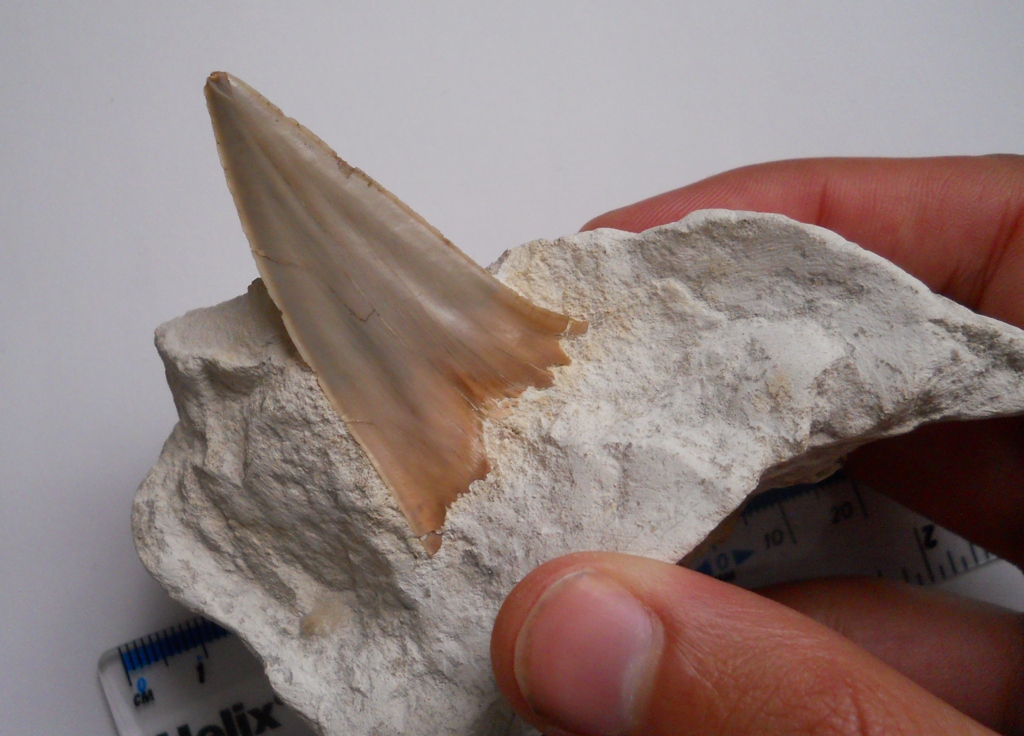 Finally Found A Large Cretodus Shark Tooth! - Fossil Hunting Trips ...