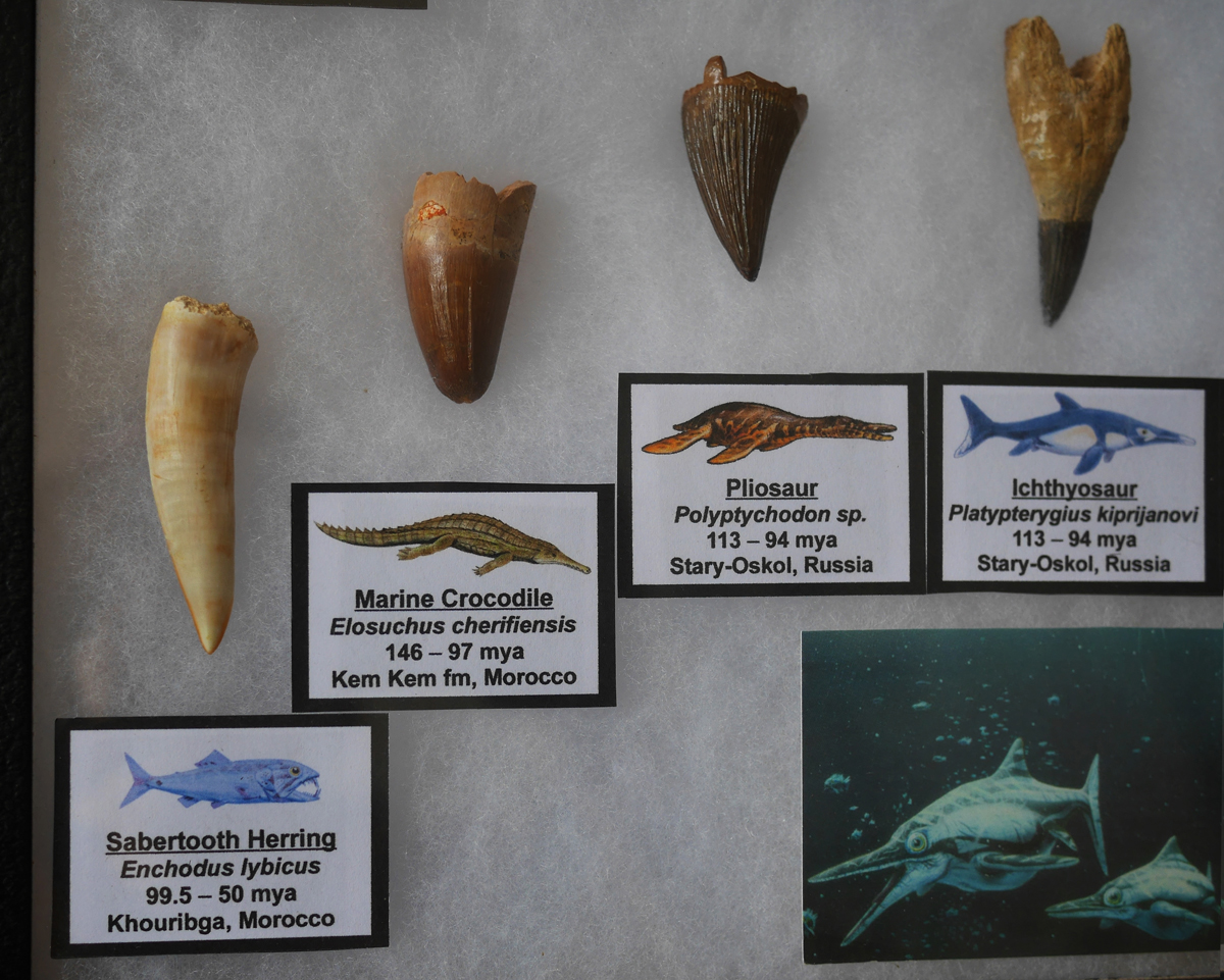 Predators Of The Cretaceous Seas Teeth Set - Member Collections - The ...