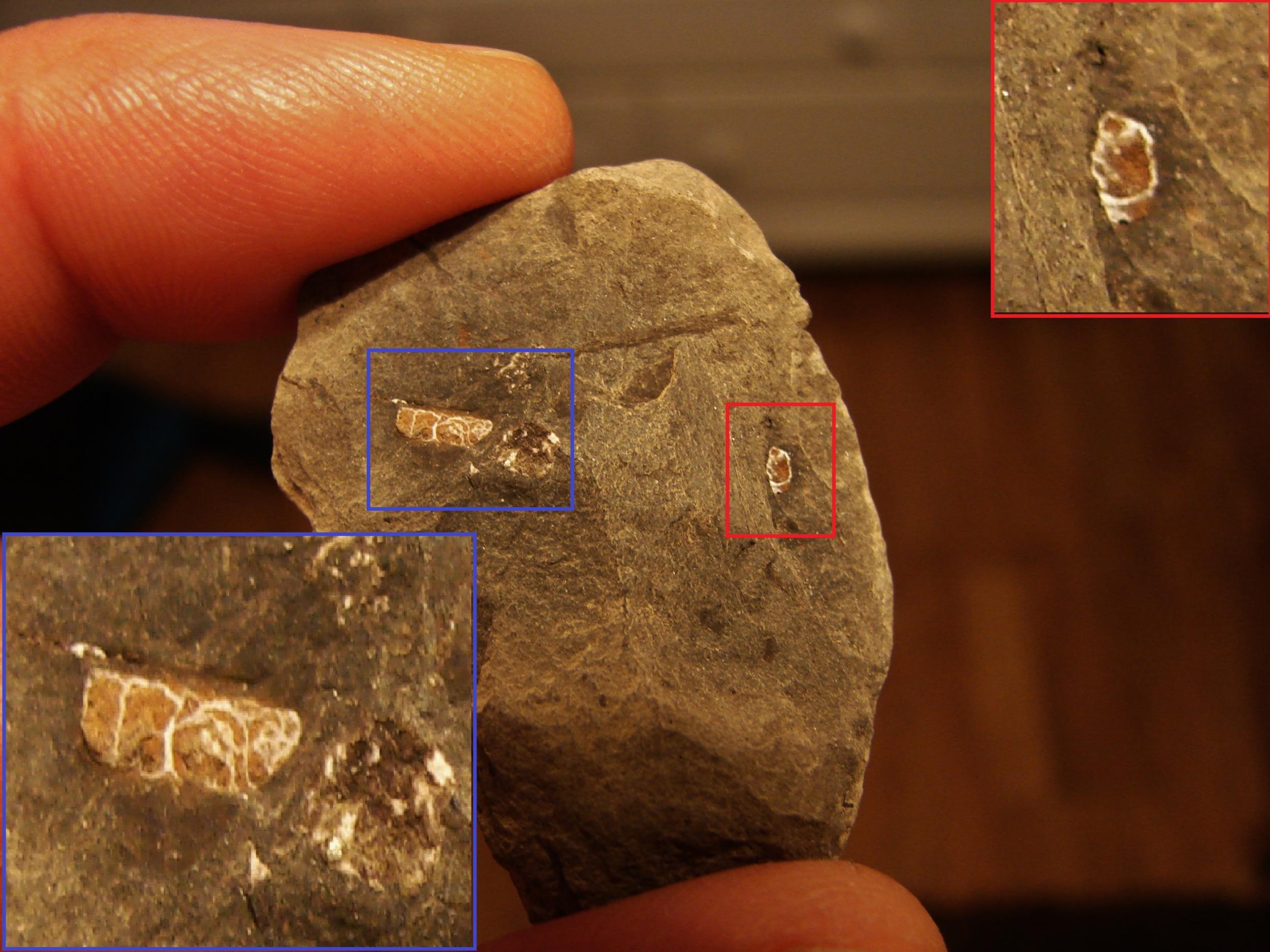 Geologic? - Fossil ID - The Fossil Forum