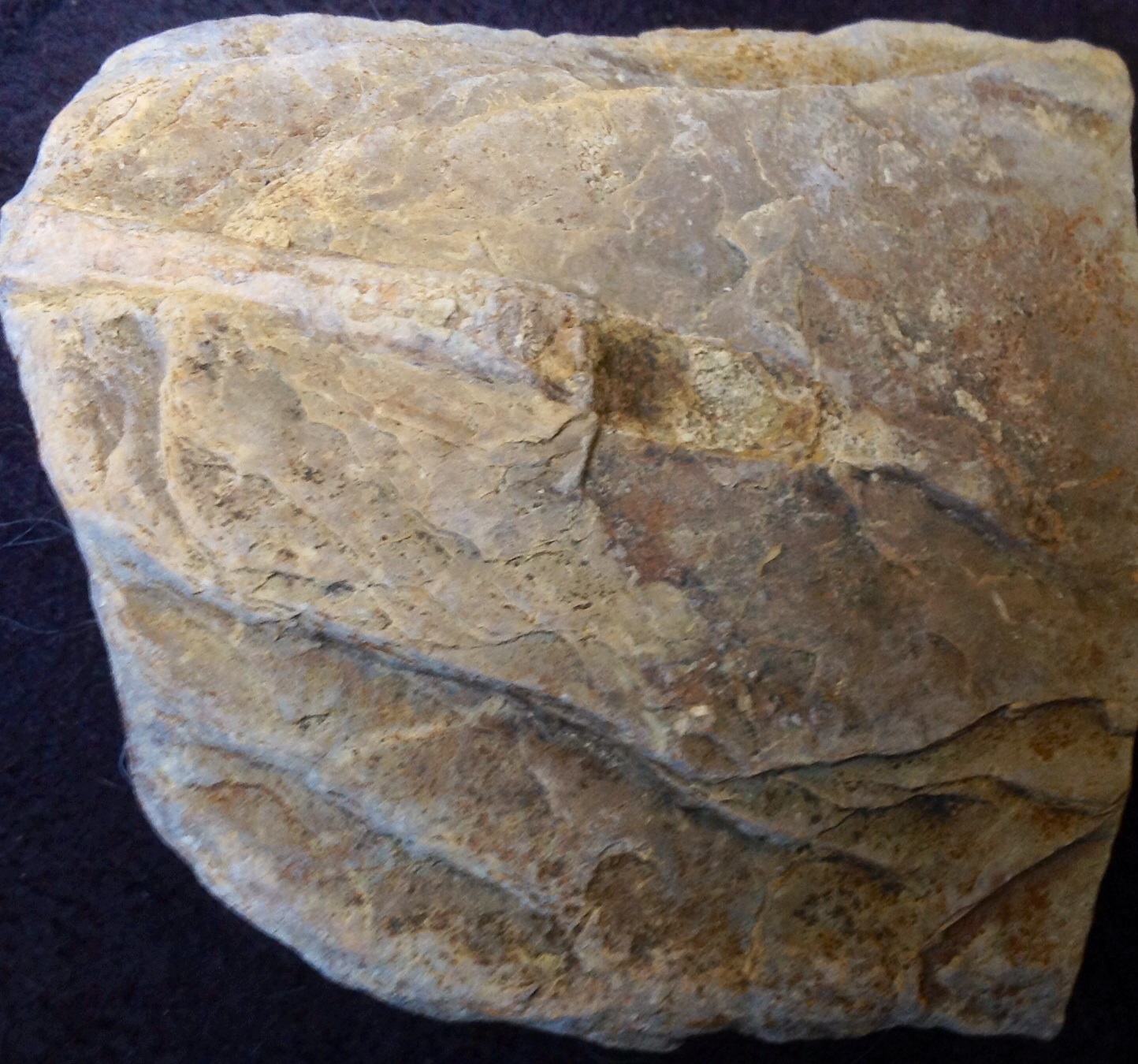 Baculite Or Something Else? - Fossil ID - The Fossil Forum