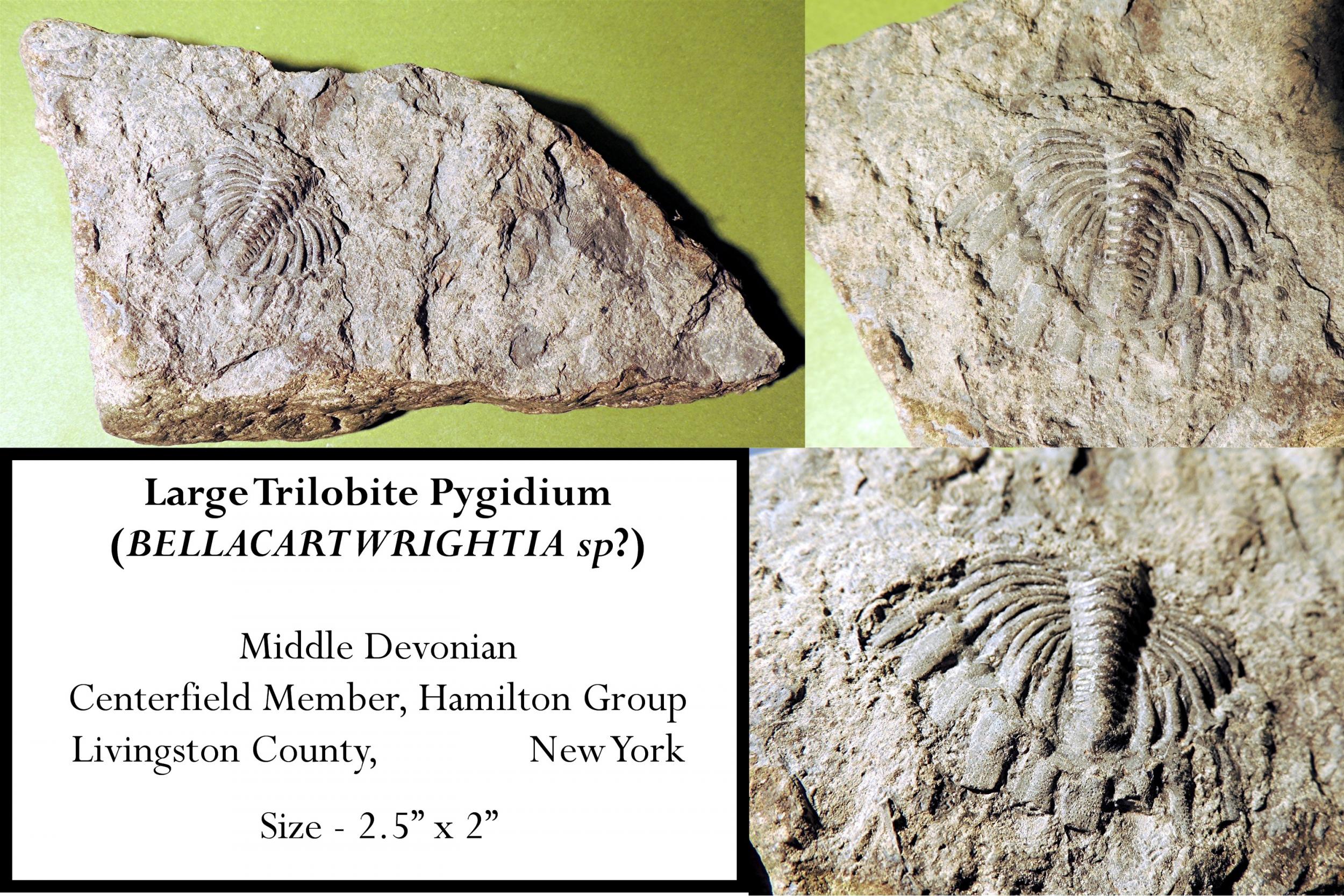 I Always Wanted One Of These - Fossil Hunting Trips - The Fossil Forum