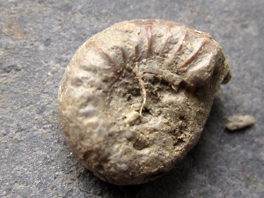 Whitby Mudstone Formation Ammonites - Fossil ID - The Fossil Forum