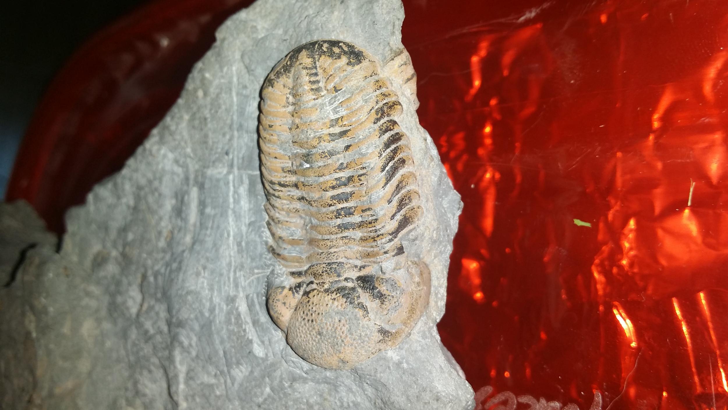 Penn Dixie Report - Fossil Hunting Trips - The Fossil Forum