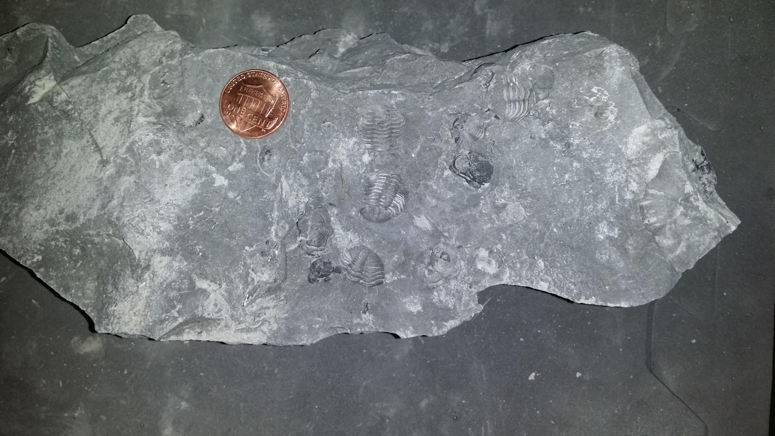 Penn Dixie Report - Fossil Hunting Trips - The Fossil Forum