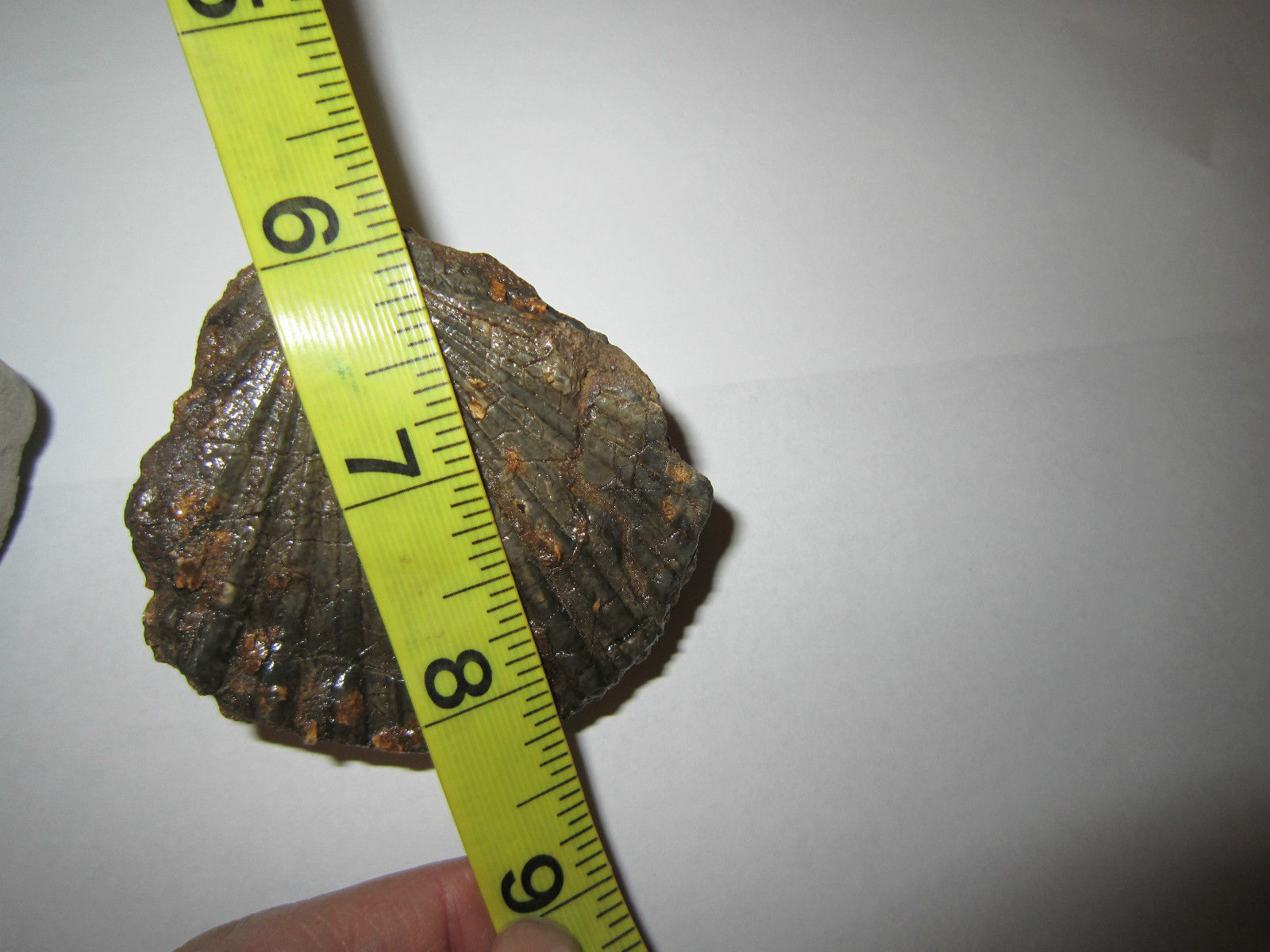 Fossil Shell Id - Fossil ID - The Fossil Forum