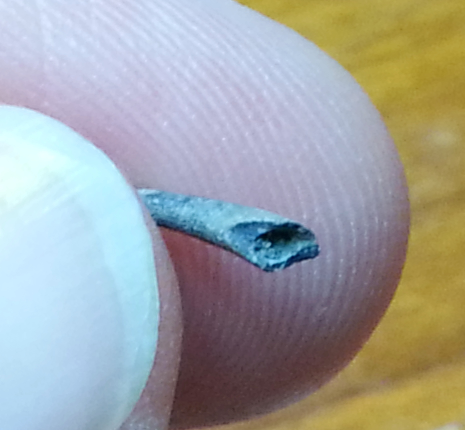 Micro Tooth And Tooth/claw - Fossil ID - The Fossil Forum