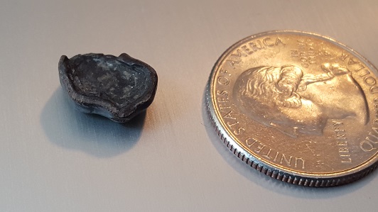 Peace River Possible Barnacles , Drum Tooth? , And Turtle Fragment ...