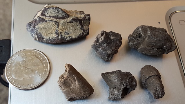 Peace River Possible Barnacles , Drum Tooth? , And Turtle Fragment ...