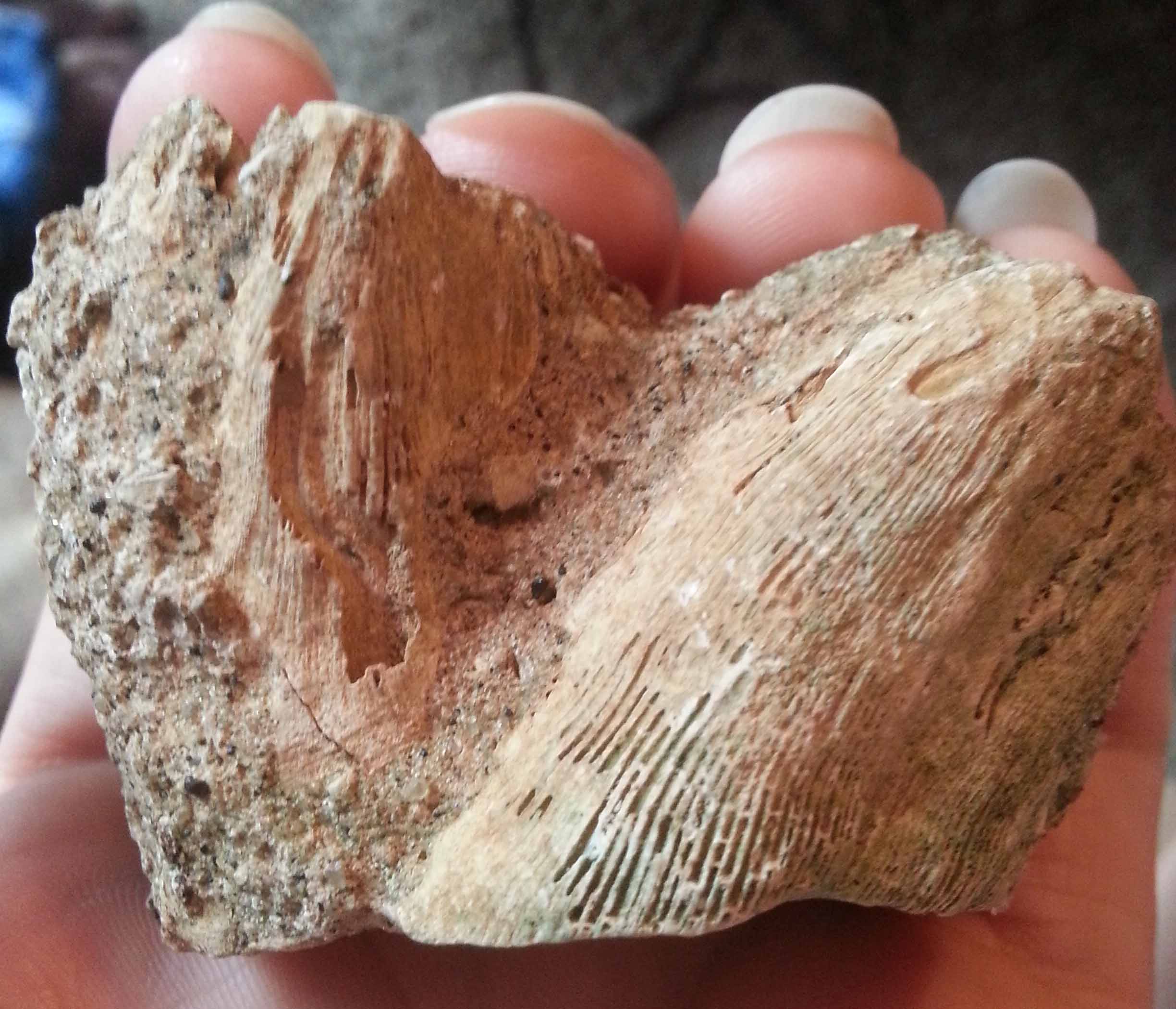 Peace River Possible Barnacles , Drum Tooth? , And Turtle Fragment ...