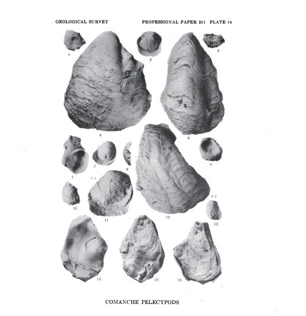 Eagle Ford Shark Teeth - Fossil ID - The Fossil Forum