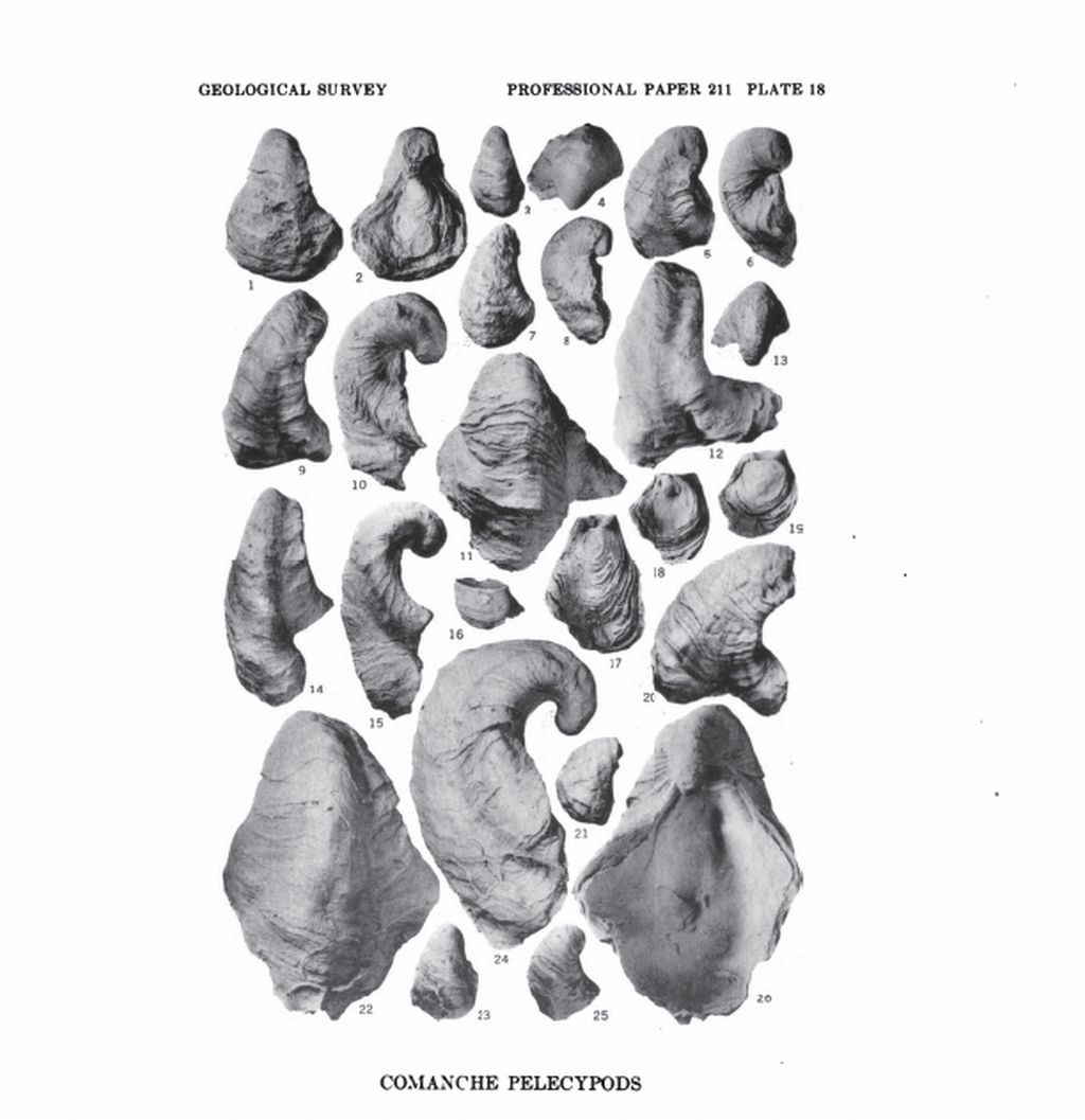 Eagle Ford Shark Teeth - Fossil ID - The Fossil Forum