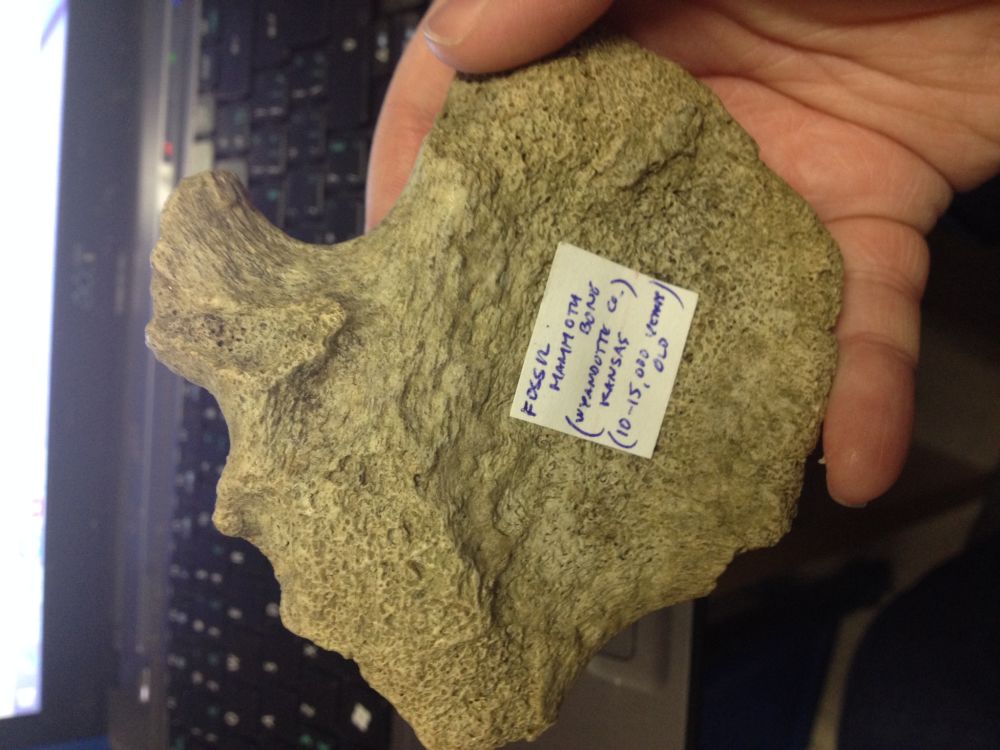 New Fossils :d - General Fossil Discussion - The Fossil Forum
