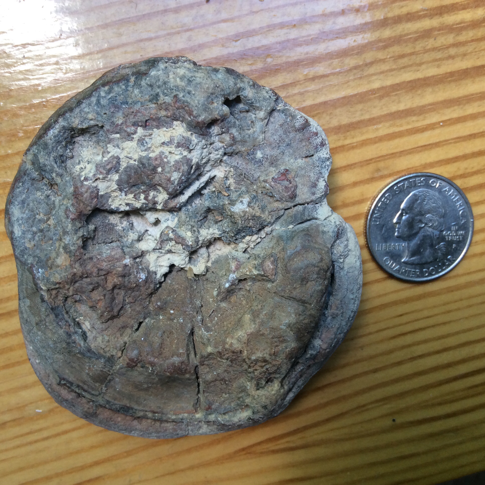 Vertebra Or Fossilized Buffalo Chip? - Fossil ID - The Fossil Forum