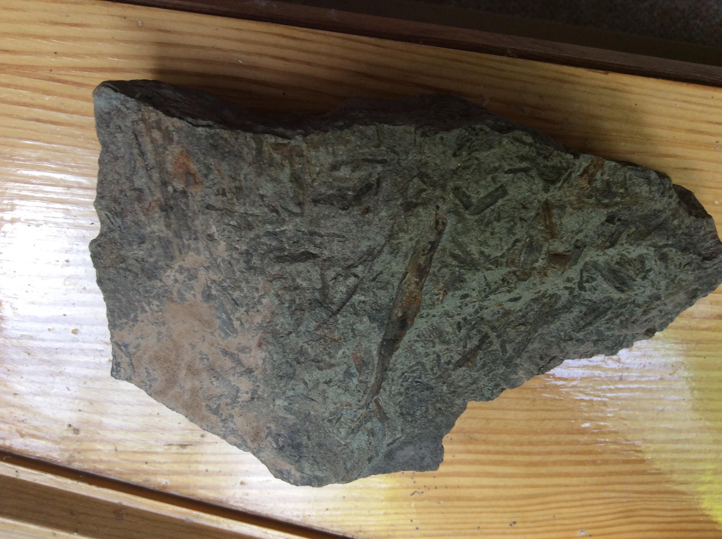 Id Rock With Inclusions - Fossil ID - The Fossil Forum