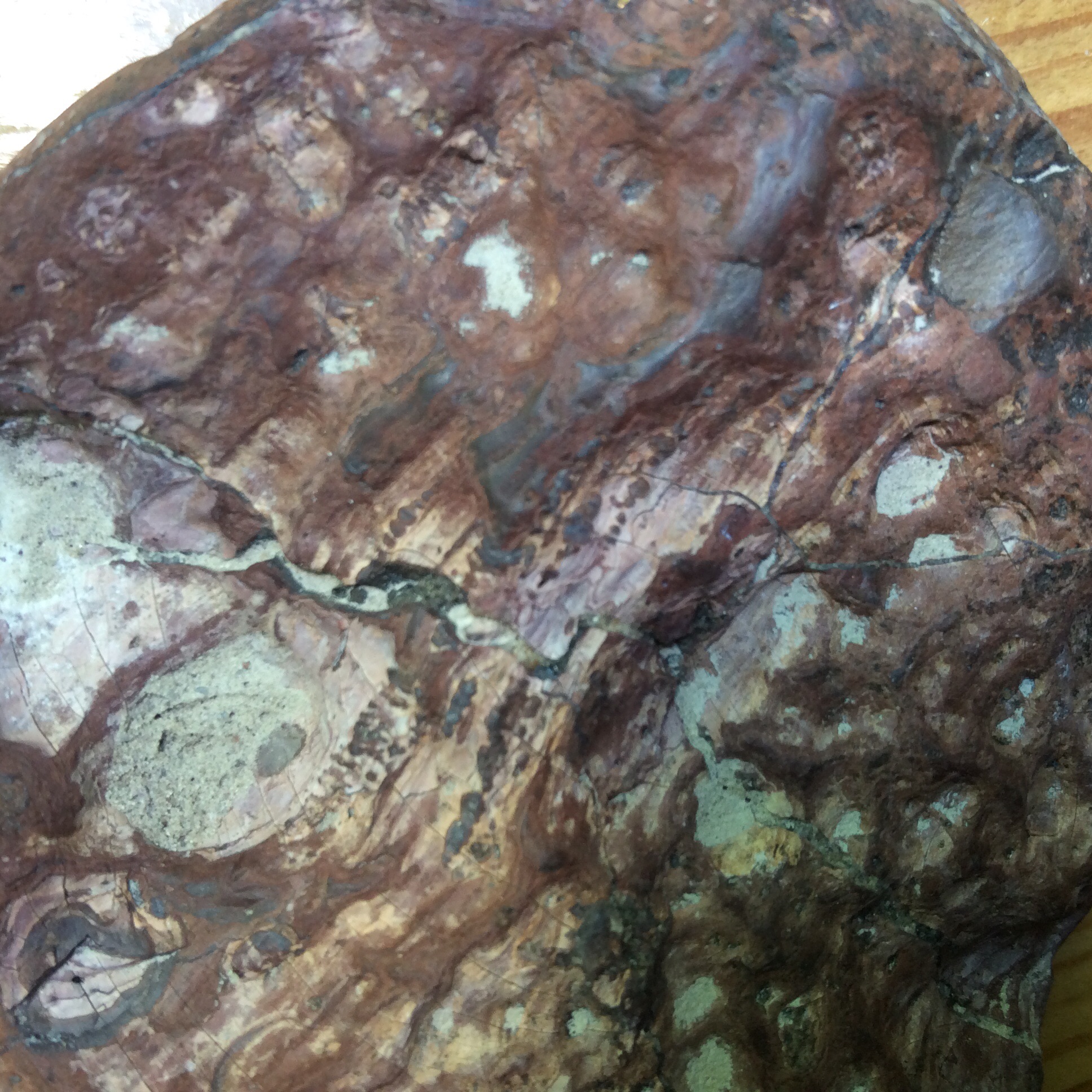 Vertebra Or Fossilized Buffalo Chip? - Fossil ID - The Fossil Forum