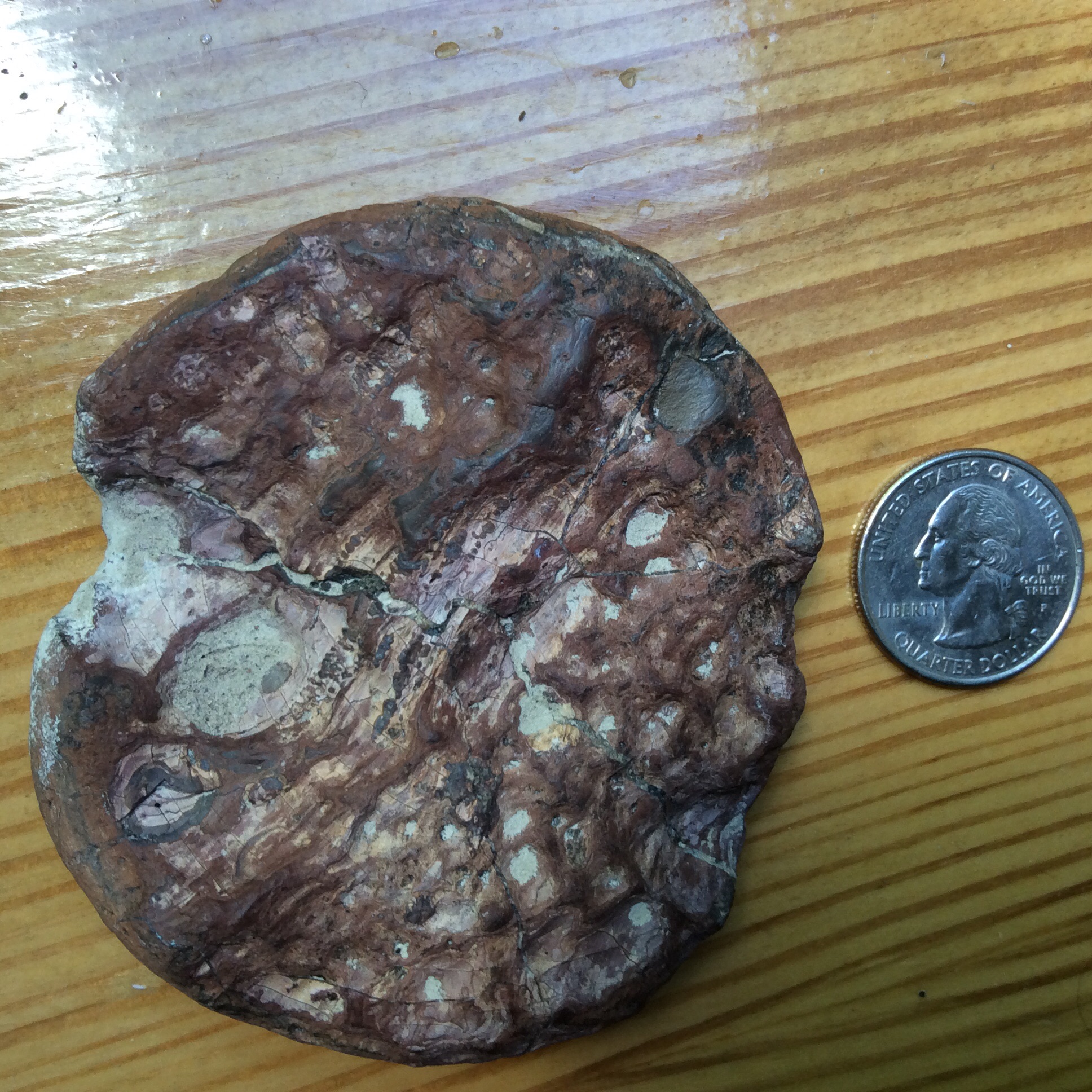 Vertebra Or Fossilized Buffalo Chip? - Fossil ID - The Fossil Forum