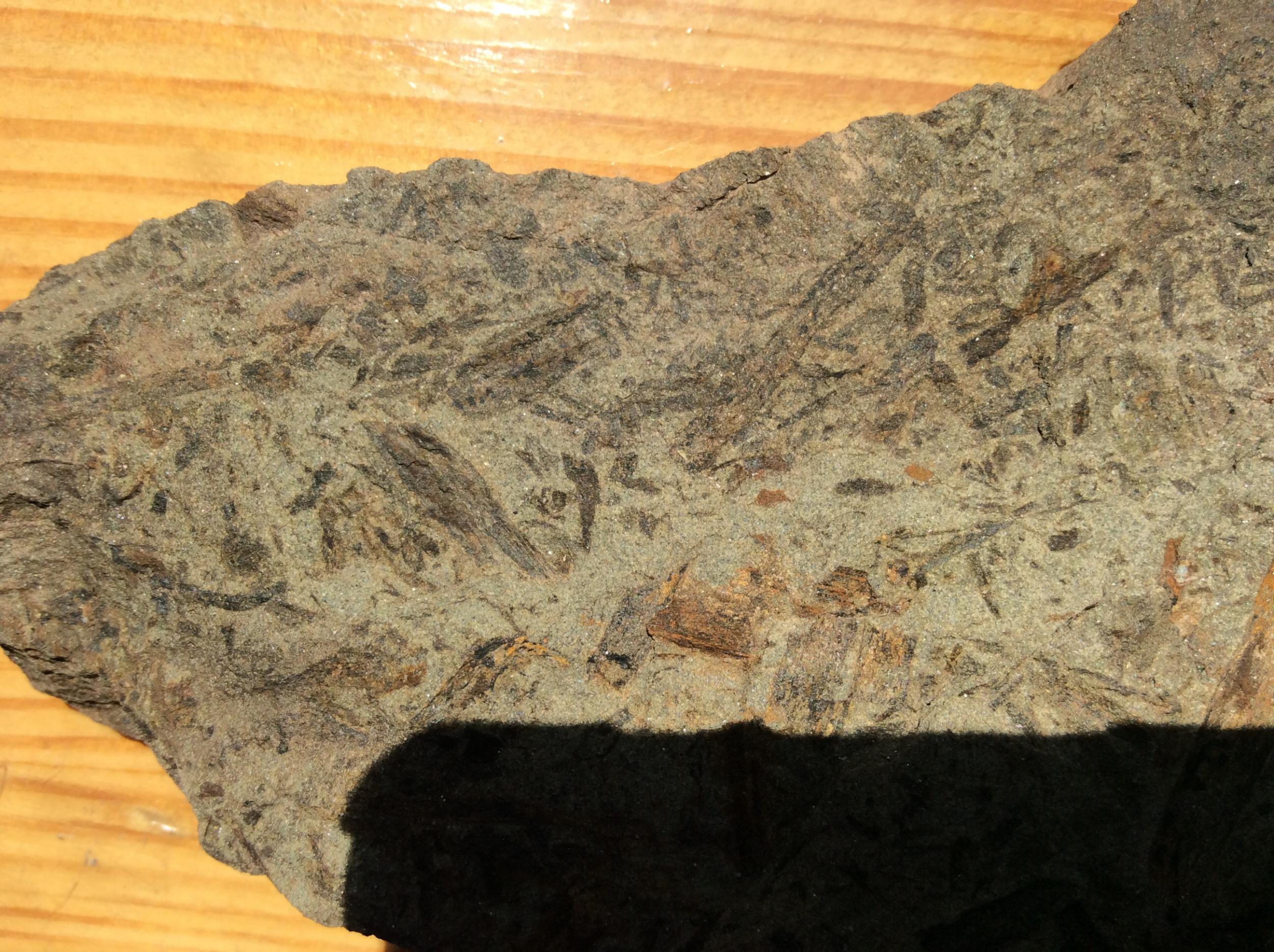 Id Rock With Inclusions - Fossil ID - The Fossil Forum