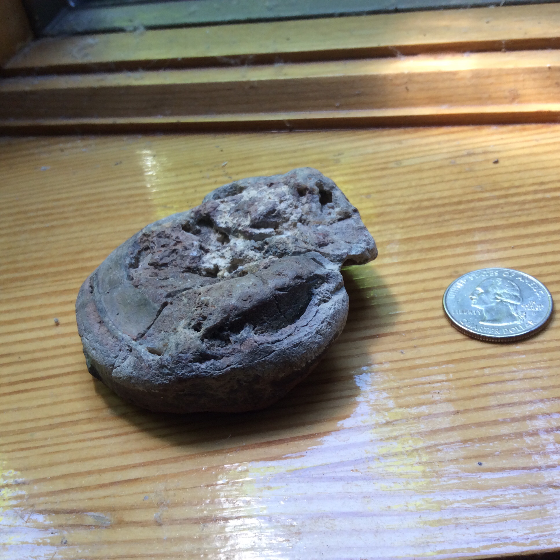 Vertebra Or Fossilized Buffalo Chip? - Fossil ID - The Fossil Forum