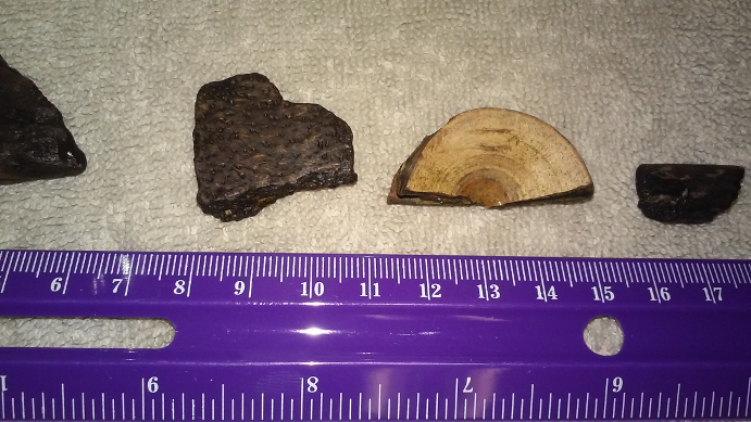 Hawthorne Formation, Pleistocene, Summerville, Sc - Fossil Hunting ...