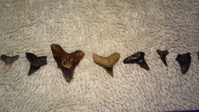 Hawthorne Formation, Pleistocene, Summerville, Sc - Fossil Hunting ...