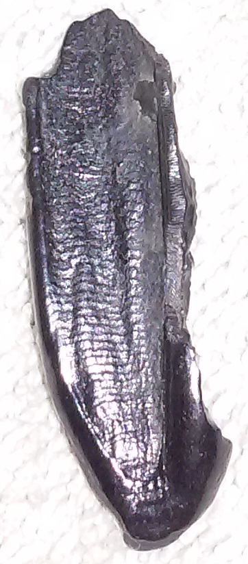 Hawthorne Formation, Pleistocene, Summerville, Sc - Fossil Hunting ...