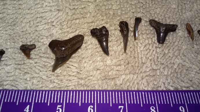 Hawthorne Formation, Pleistocene, Summerville, Sc - Fossil Hunting ...