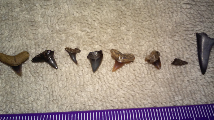 Hawthorne Formation, Pleistocene, Summerville, Sc - Fossil Hunting ...