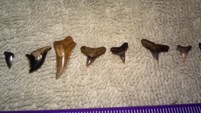 Hawthorne Formation, Pleistocene, Summerville, Sc - Fossil Hunting ...