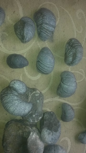 Productive Day Ay Saltburn & Marske - Fossil Hunting Trips - The Fossil ...