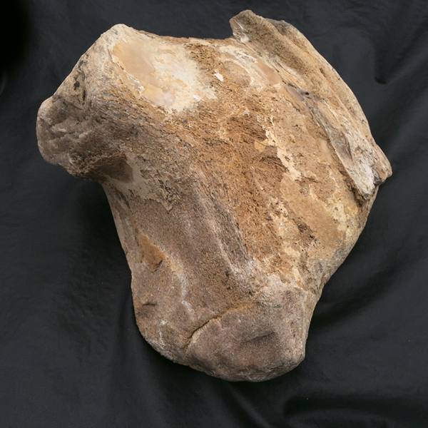 Id Requested! Dinosaur Fossil? T-Rex? - Fossil ID - The Fossil Forum