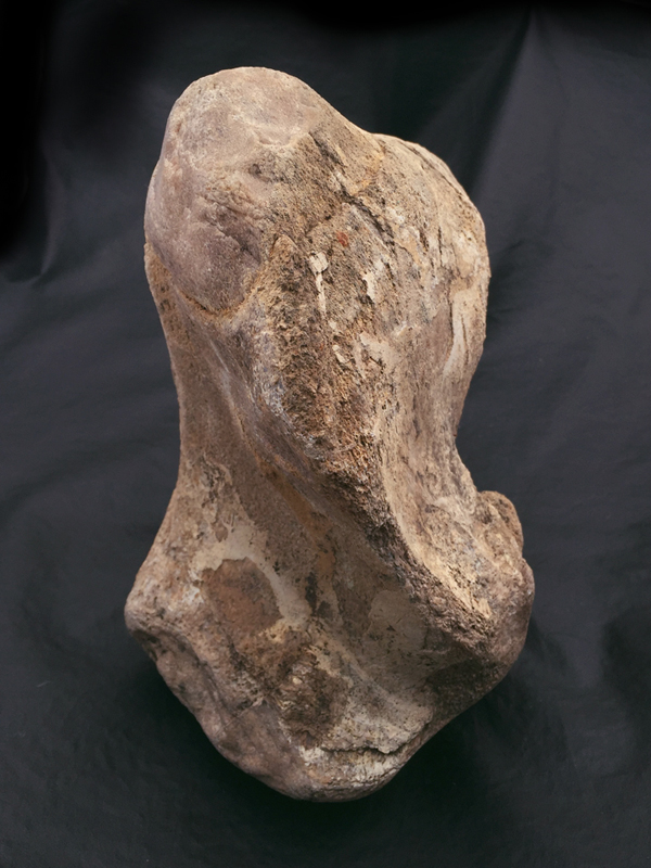 Id Requested! Dinosaur Fossil? T-Rex? - Fossil ID - The Fossil Forum