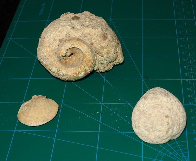 Three Fossils From Malta - Fossil ID - The Fossil Forum