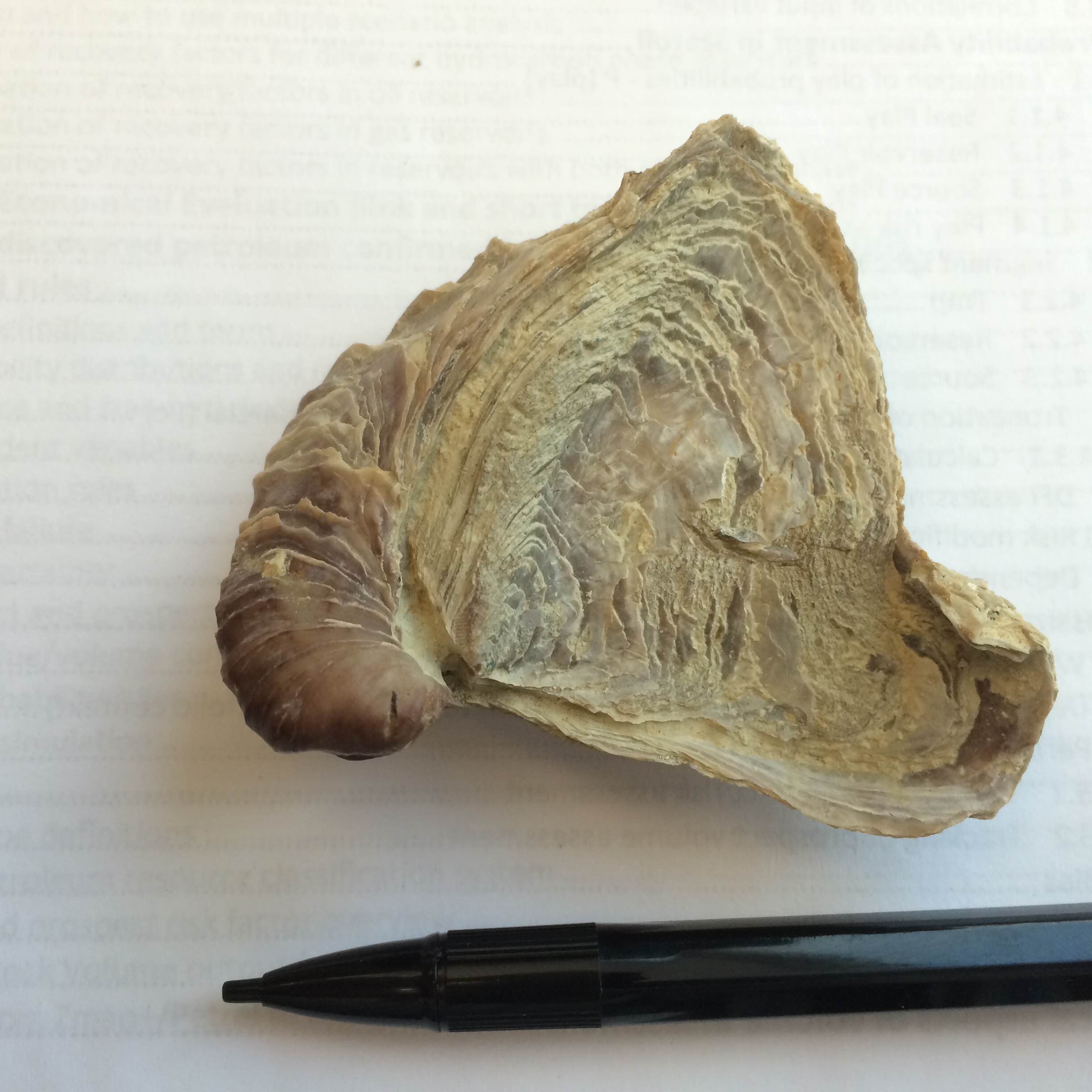 Eagle Ford Shark Teeth - Fossil ID - The Fossil Forum
