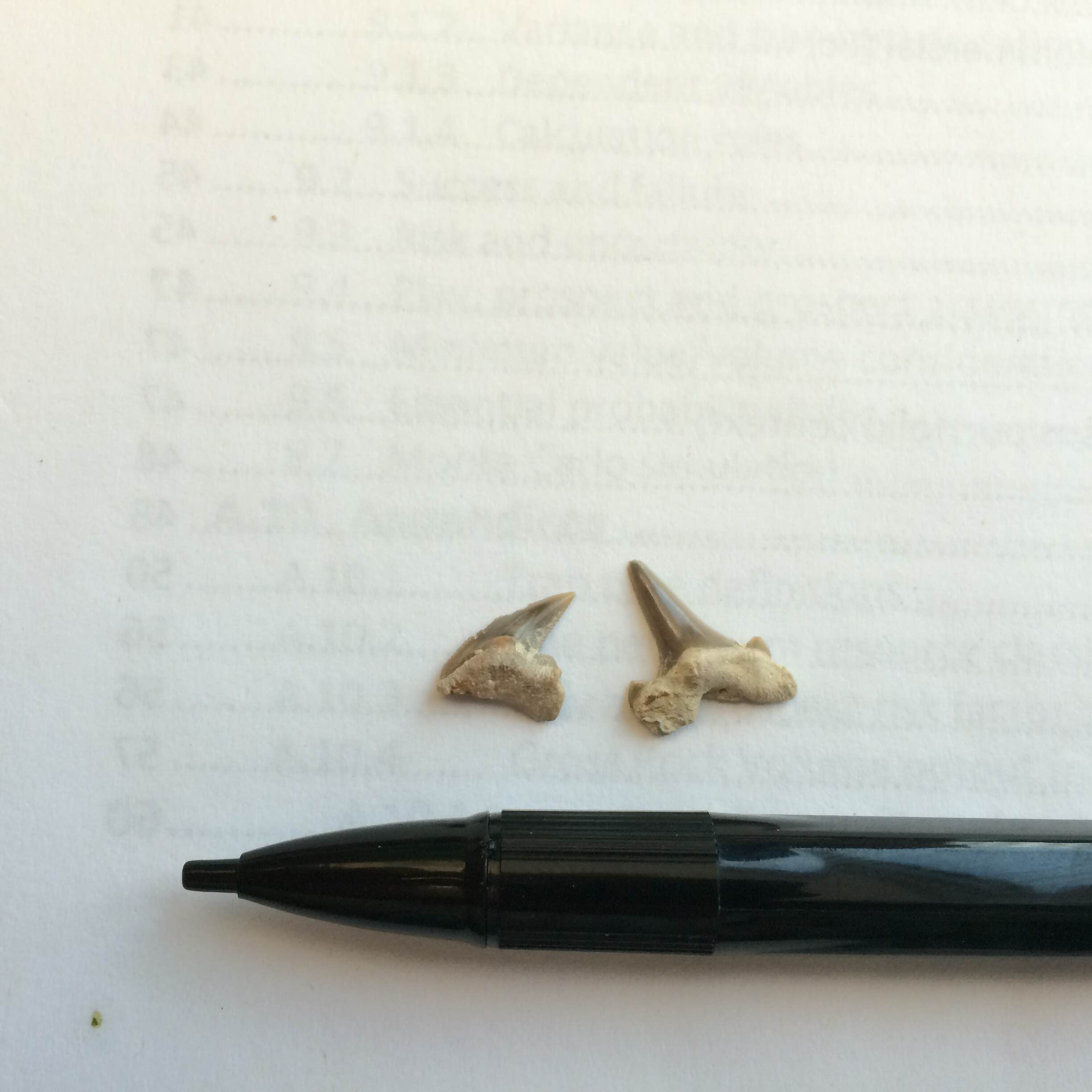 Eagle Ford Shark Teeth - Fossil ID - The Fossil Forum