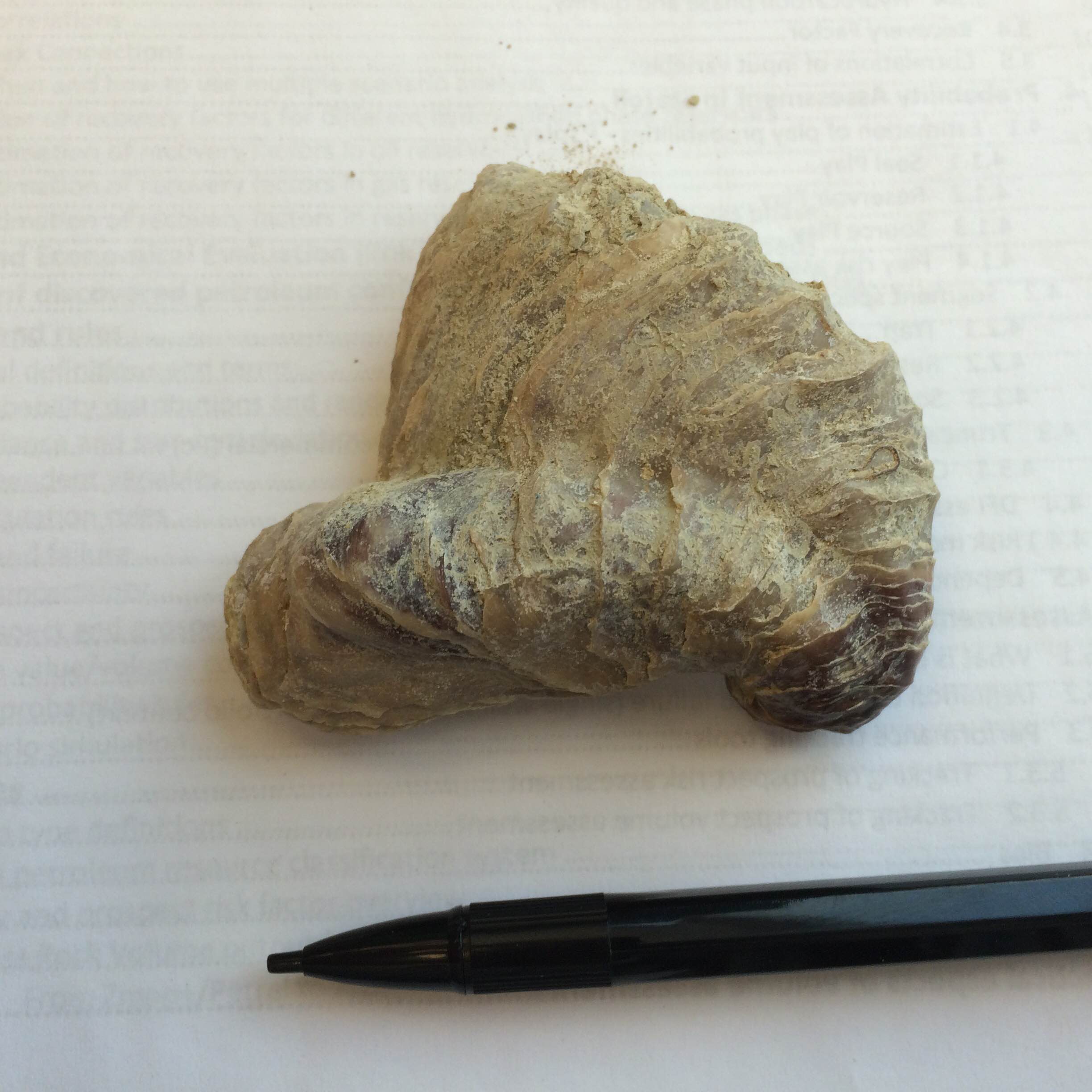 Eagle Ford Shark Teeth - Fossil ID - The Fossil Forum