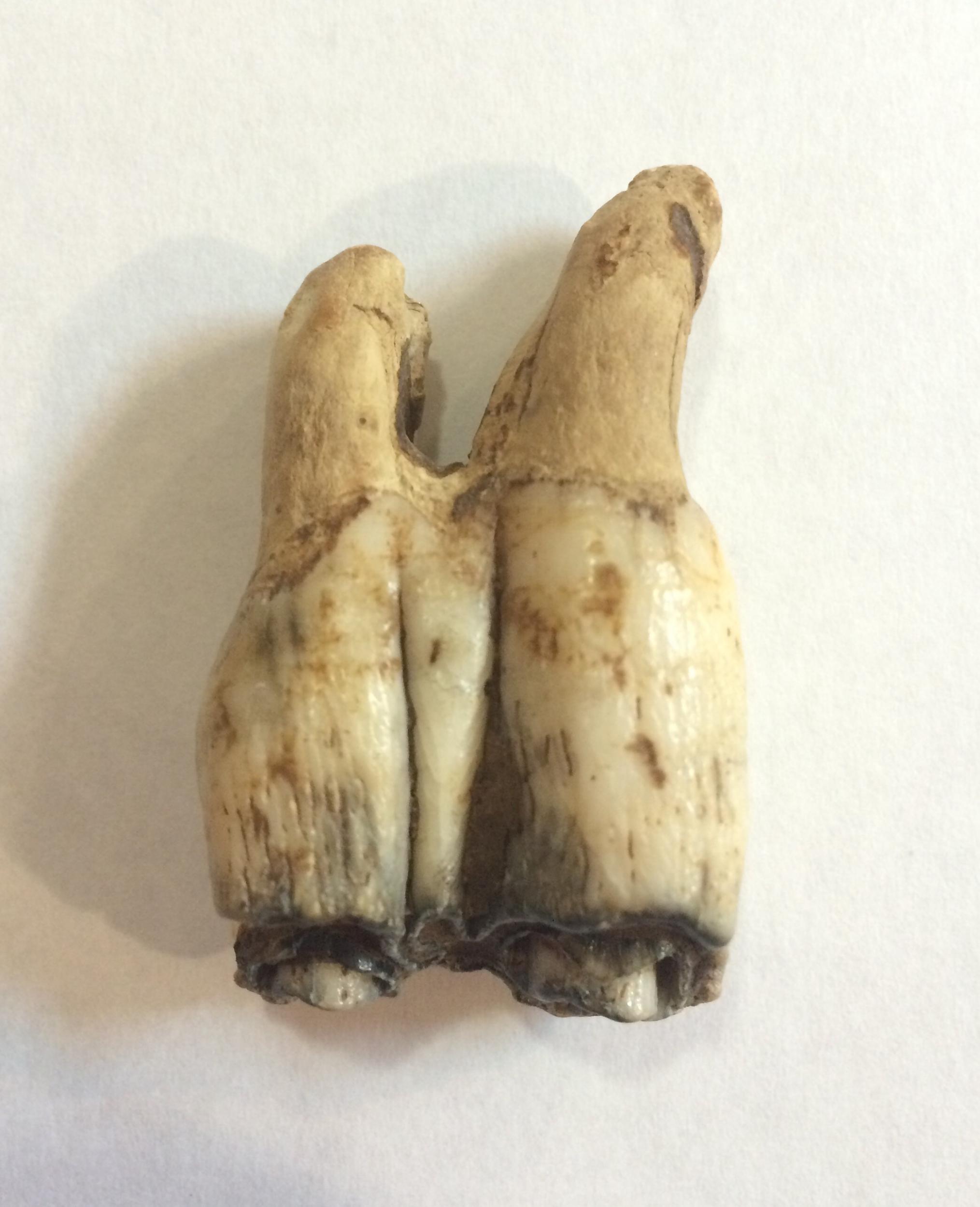 Cow Or Bison Tooth Id? - Fossil ID - The Fossil Forum